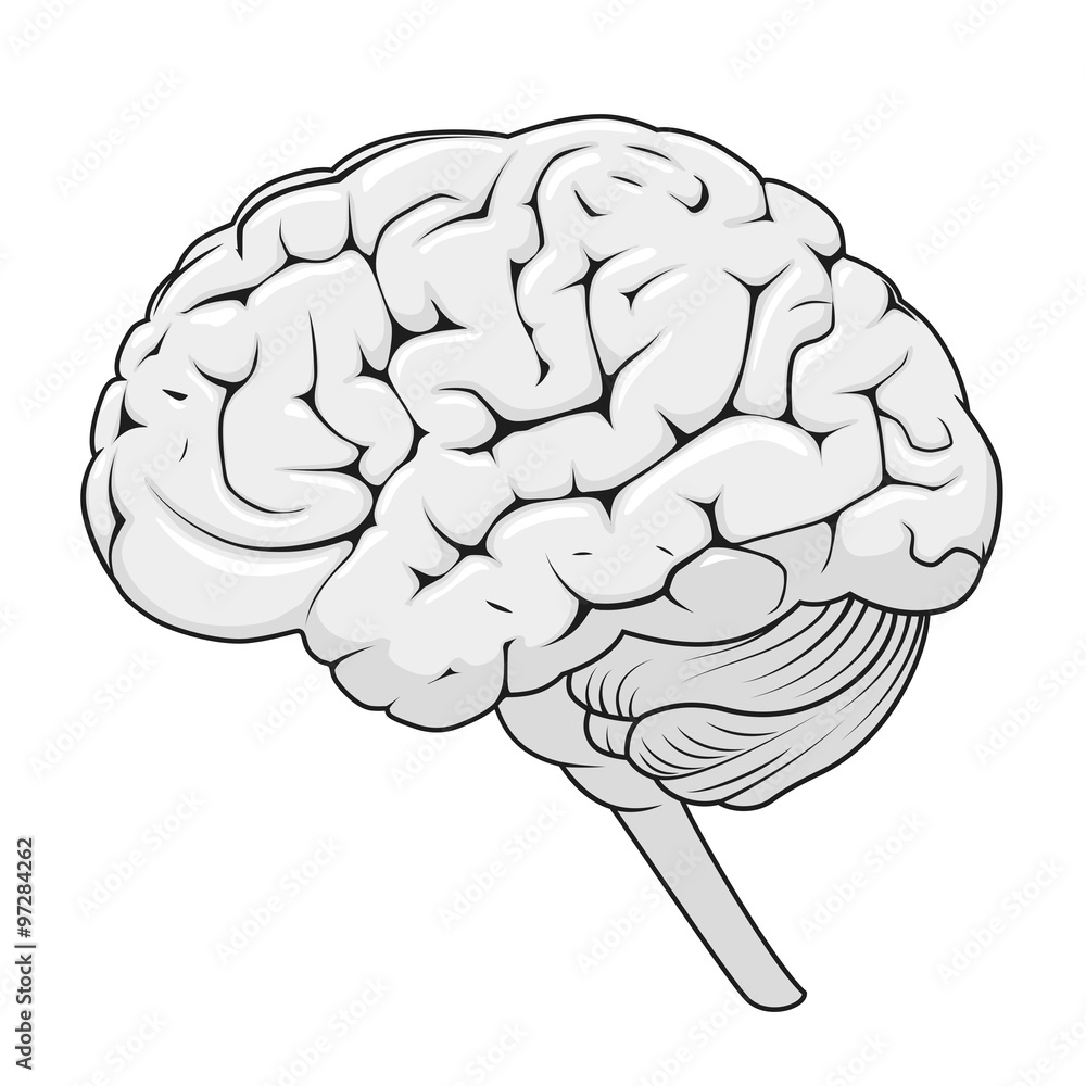 Structure of human brain schematic vector Stock Vector | Adobe Stock
