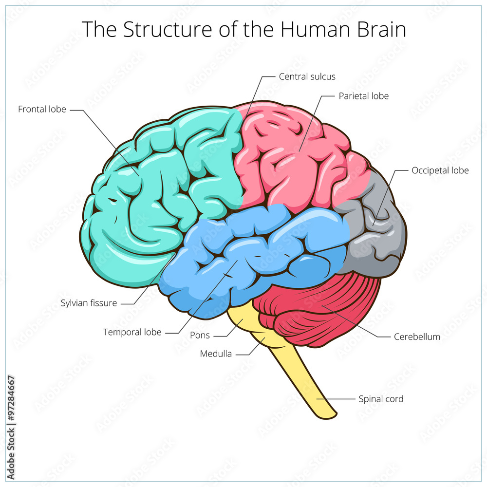 Structure of human brain schematic vector Stock Vector | Adobe Stock