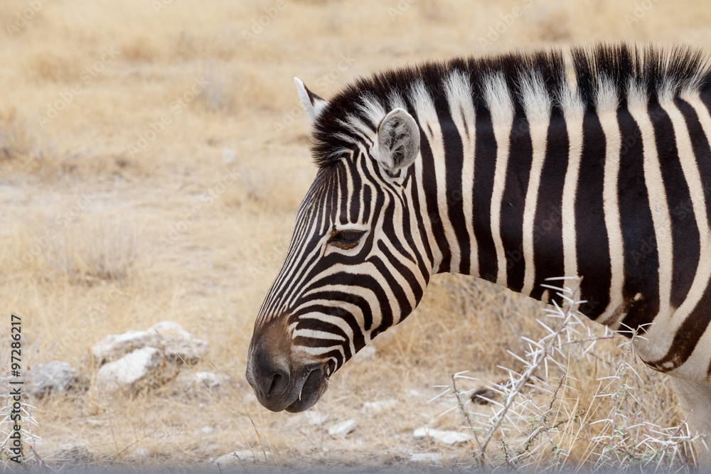 Zebra portrait Stock Photo | Adobe Stock