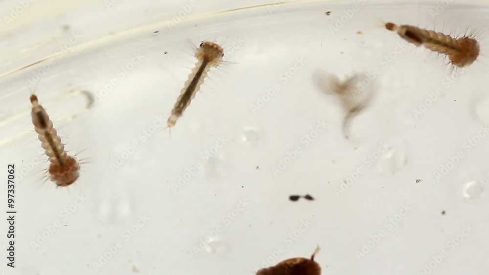 Macro HD footage of a focus pull into a group of mosquito larvae on a ...
