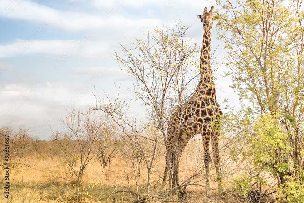 Giraffe comouflaging behind trees at safari park - Free wildlfie ...