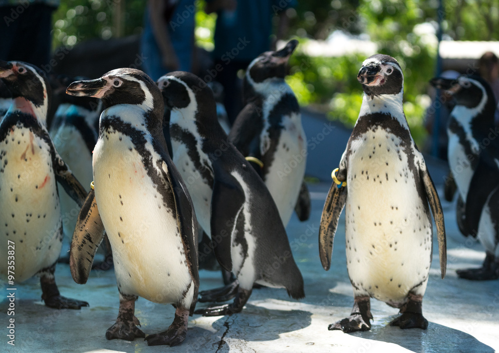 penguin Stock Photo | Adobe Stock
