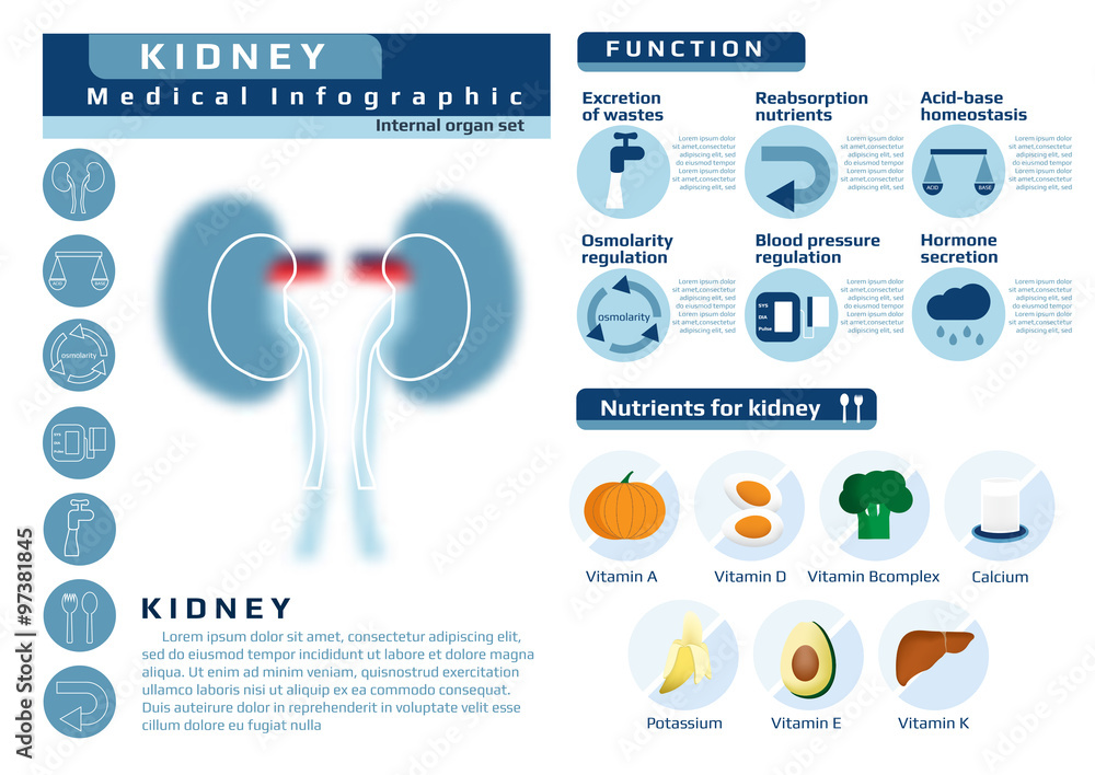 medical infographic of kidney's function and nutrients that benefit for ...