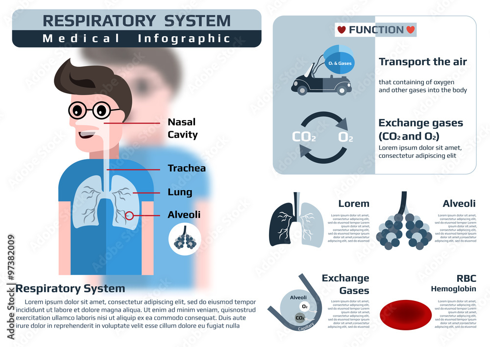 infographic of respiratory system Stock Vector | Adobe Stock