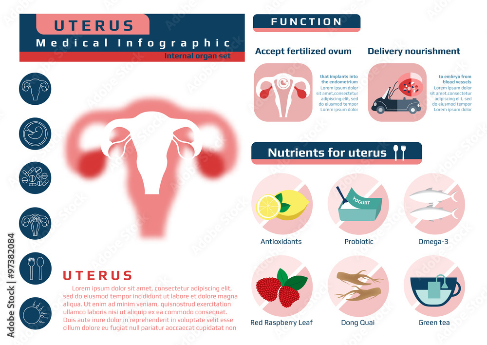 medical infographic of uterus's function and nutrients that benefit for ...