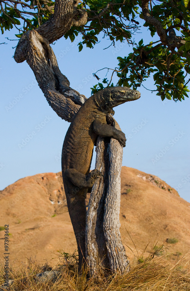 Komodo dragon climbed a tree. Very rare picture. Indonesia. Komodo ...