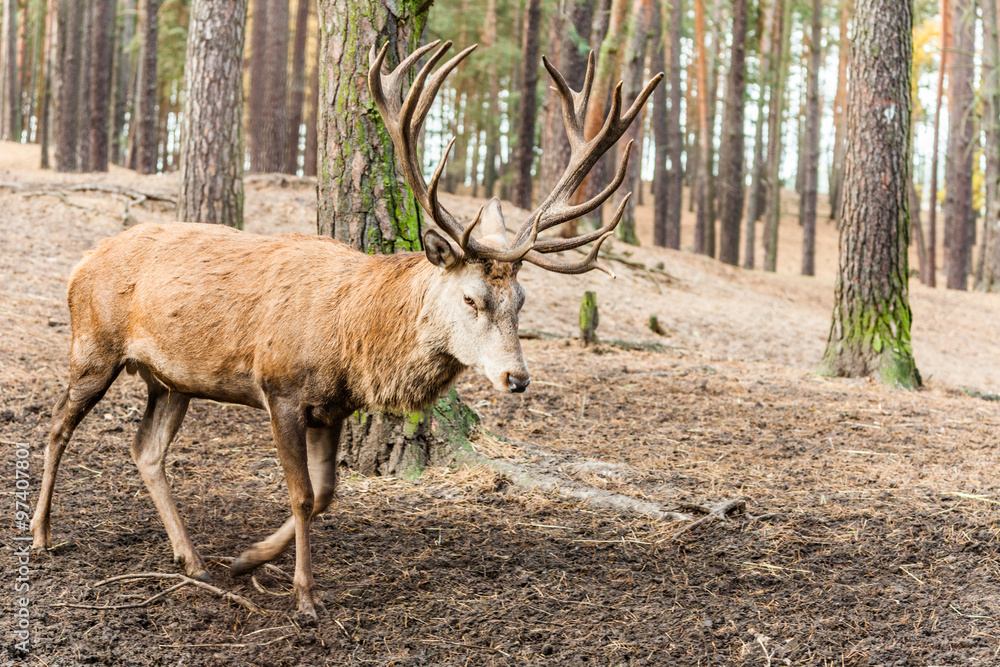 Hirsch Stock Photo | Adobe Stock