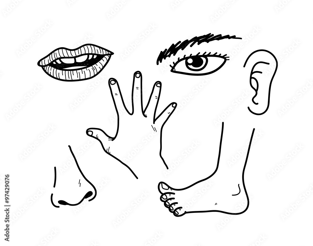 Human Body Parts, a hand drawn vector doodle illustration of human body ...