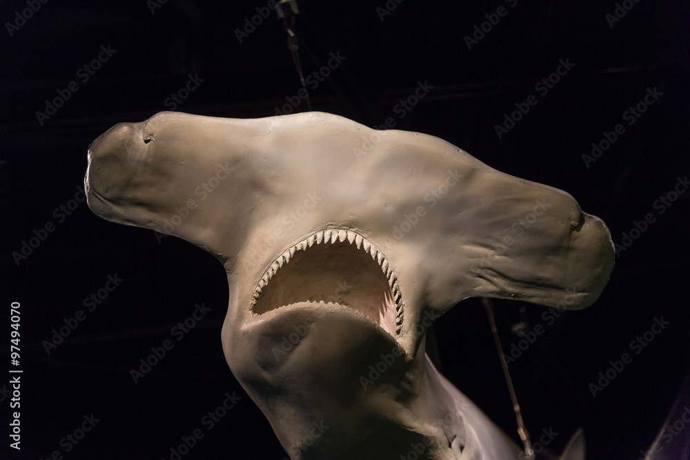 Skull of Hammerhead Shark Stock Photo | Adobe Stock