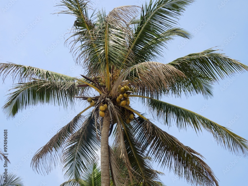 Palm tree top Stock Photo | Adobe Stock
