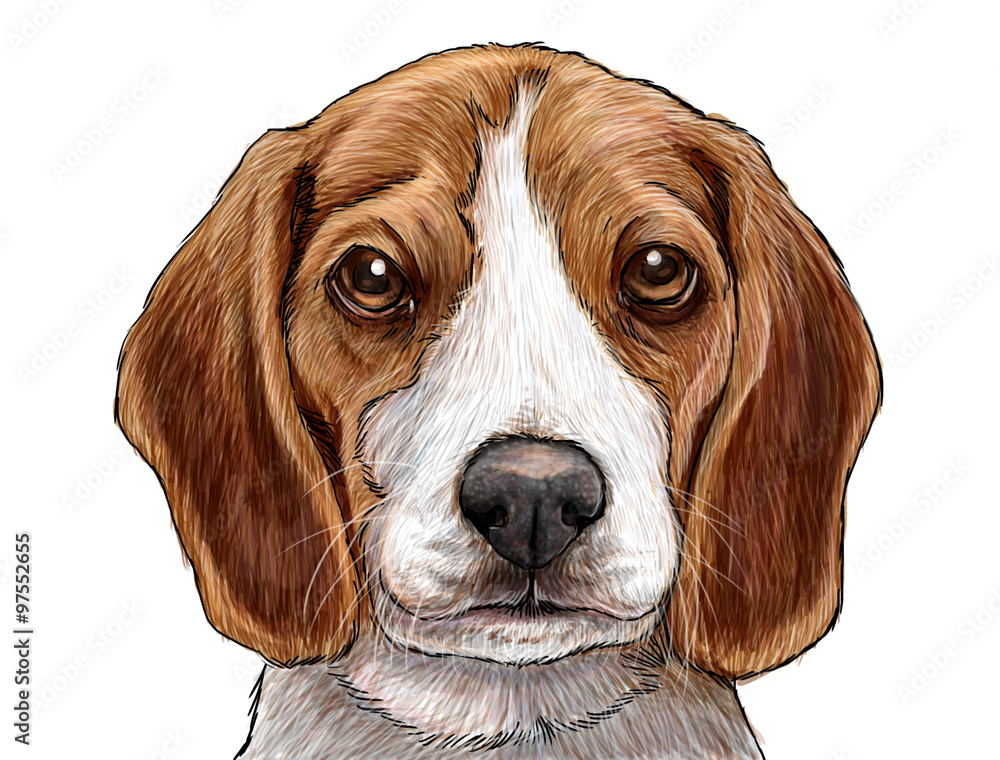 How To Draw A Dog Head