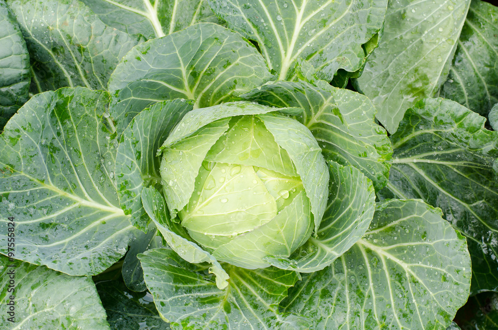 Fresh cabbage in the organic farm Stock Photo | Adobe Stock