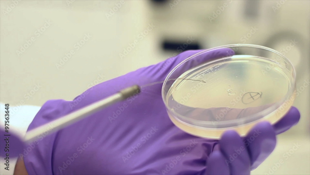 HD clip of streaking out a bacterial colony on a petri dish Stock ビデオ ...