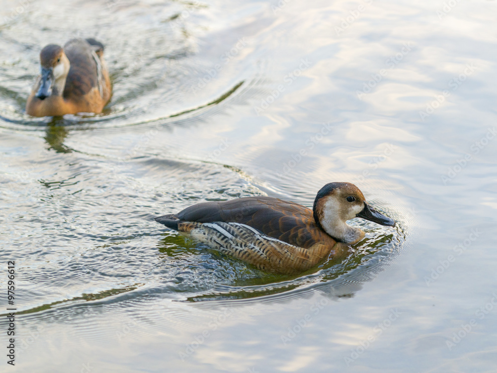 Pato Stock Photo | Adobe Stock