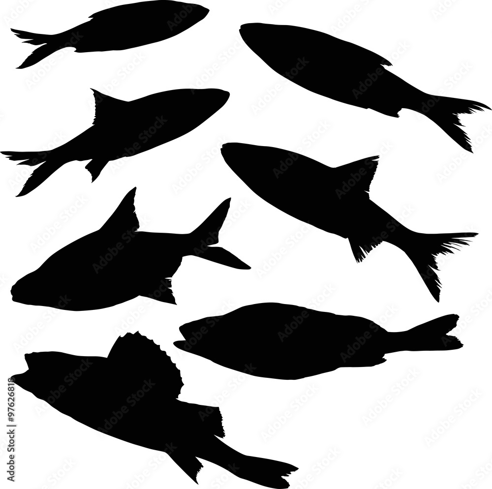 set of seven freshwater fish silhouettes on white Stock Vector | Adobe ...