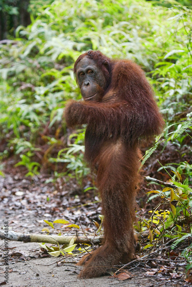 Orangutan stands on its hind legs in the jungle. Indonesia. The island ...