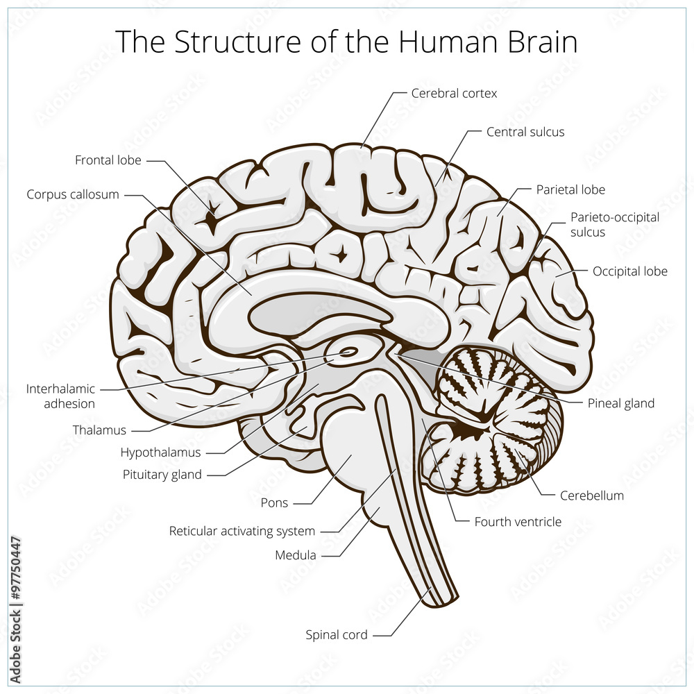 Structure of human brain section schematic vector Stock Vector | Adobe ...