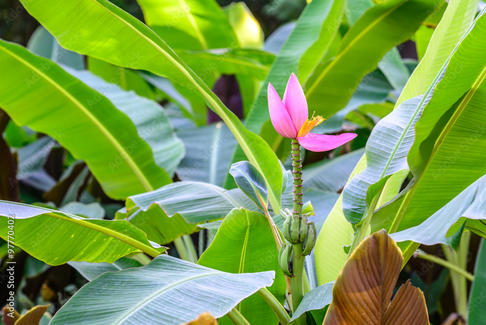 Bua Luang flower, Musa hybrids MUSACEAE bloom. Stock Photo | Adobe Stock