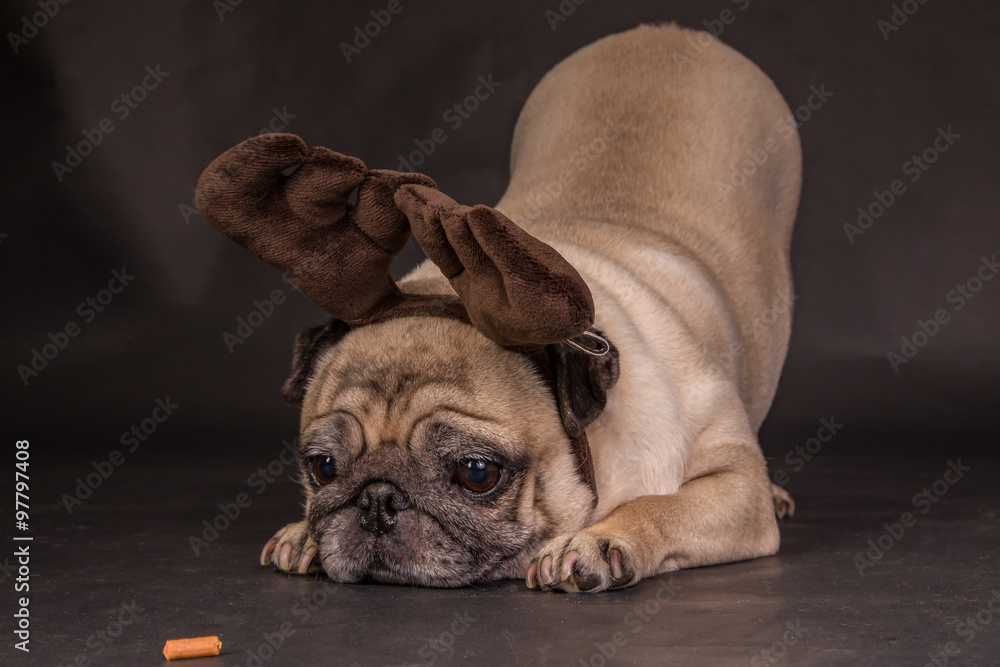 Mops im Studio Stock-Foto | Adobe Stock