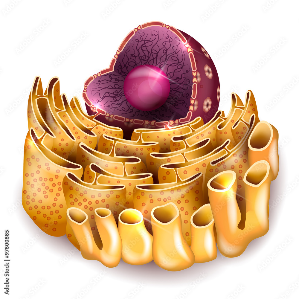 Cell Nucleus and Endoplasmic reticulum Stock Vector | Adobe Stock