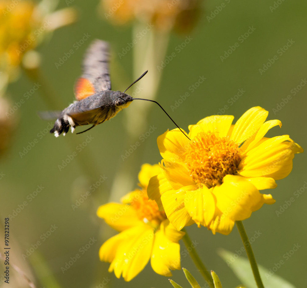 Sphingidae, known as bee Hawk-moth, enjoying the nectar of a yellow ...