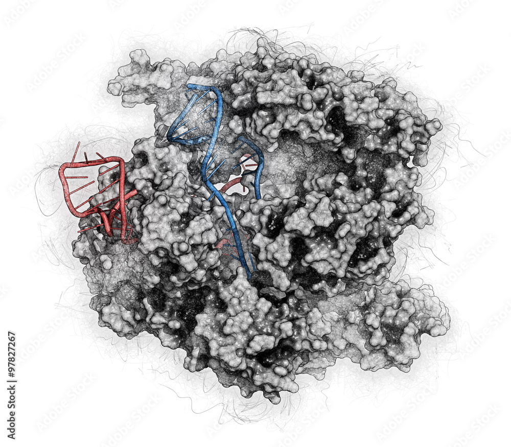 CRISPR-CAS9 gene editing complex from Streptococcus pyogenes. Stock ...