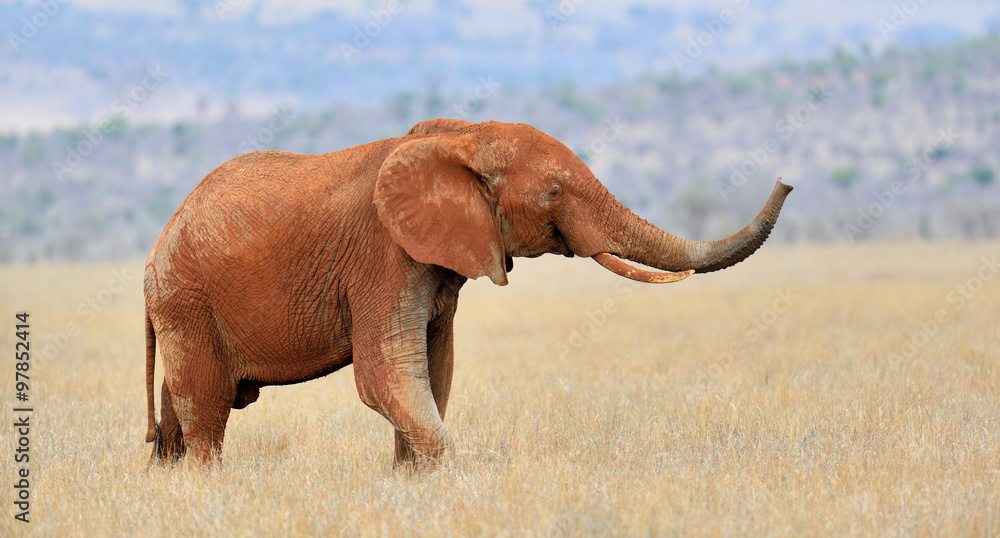 Elephant Stock Photo | Adobe Stock