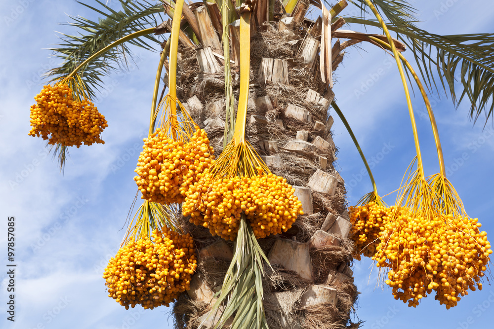 Date palm tree with dates on the background of blue sky Stock Photo ...