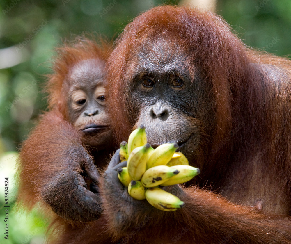 Female and baby orangutan eating fruit. Indonesia. The island of ...