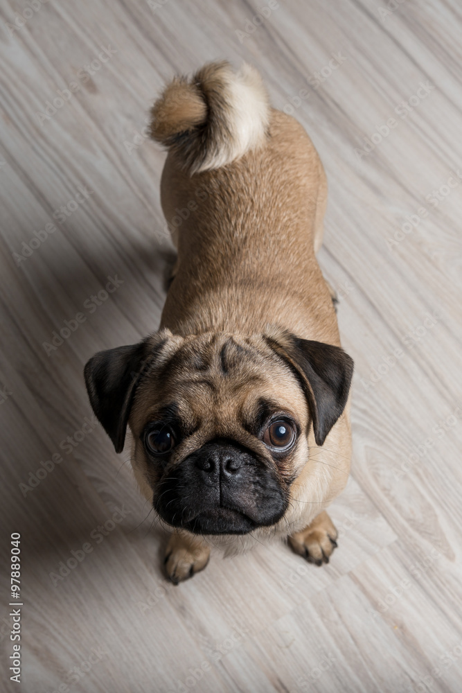 Pug puppy standing on the floor Stock Photo | Adobe Stock