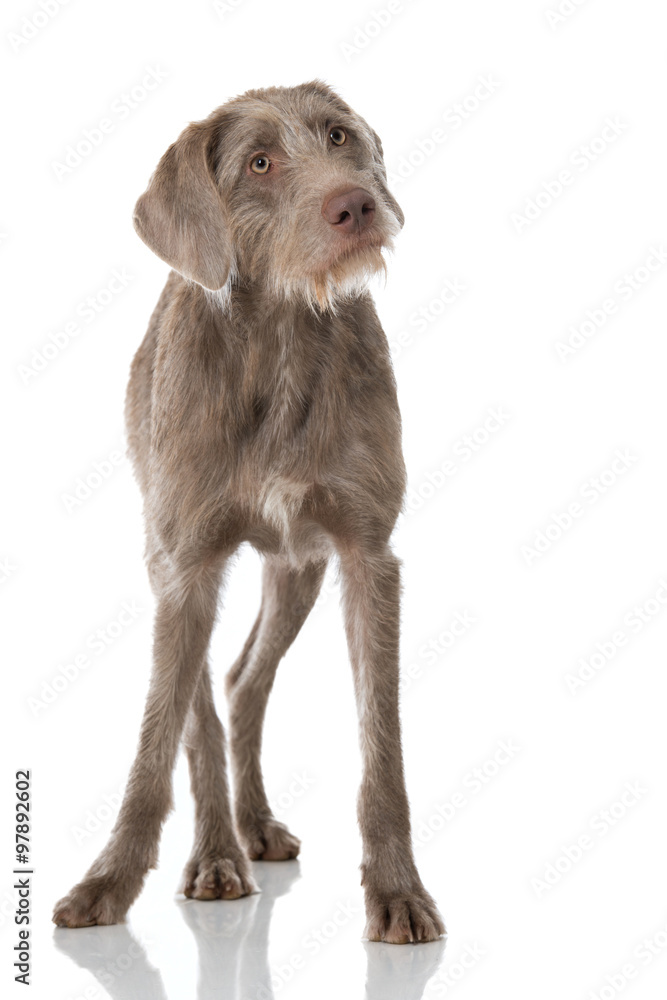 Jagdhund Stock Photo | Adobe Stock