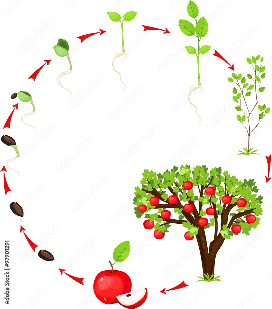 life cycle of apple tree Stock Vector | Adobe Stock