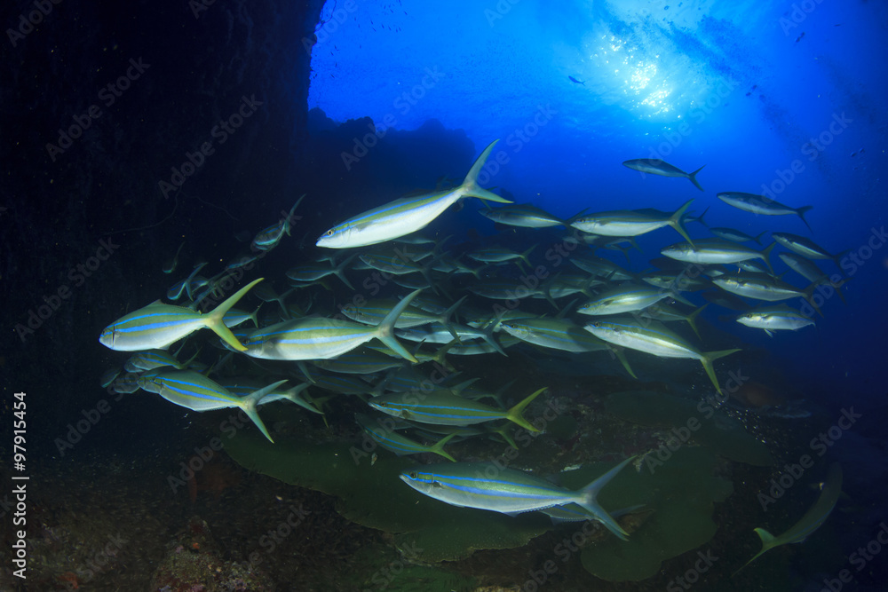 Swarm predator fish school hunting: Tuna, Trevallies, Jacks, Rainbow ...