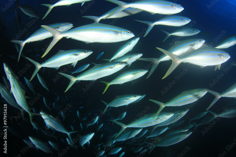 Swarm predator fish school hunting: Tuna, Trevallies, Jacks, Rainbow ...