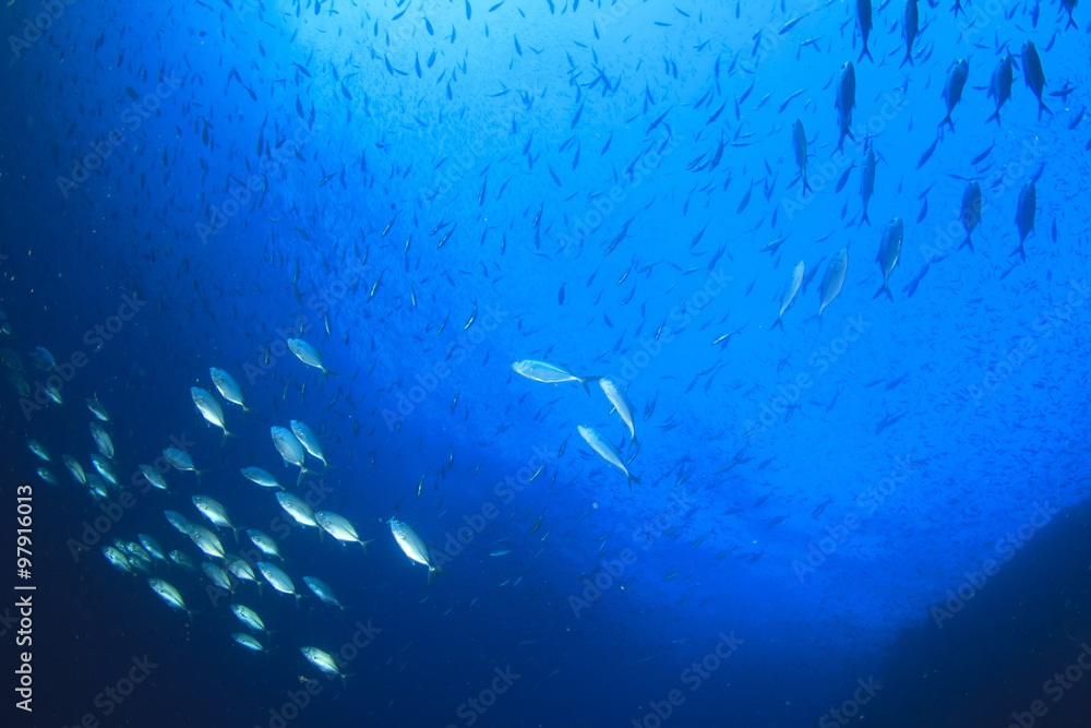 Swarm predator fish school hunting: Tuna, Trevallies, Jacks, Rainbow ...