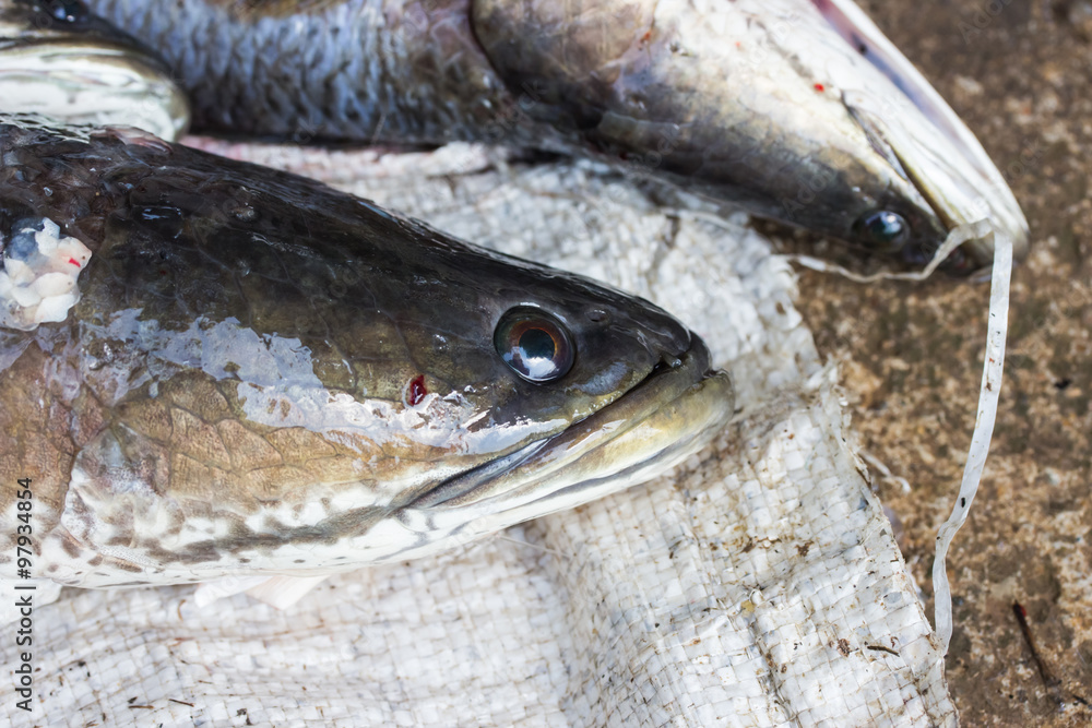 Giant snakehead fish.For cook Stock Photo | Adobe Stock