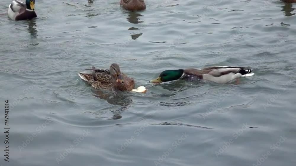 Amazing slow motion of swimming ducks. Expressive couple of mallard ...