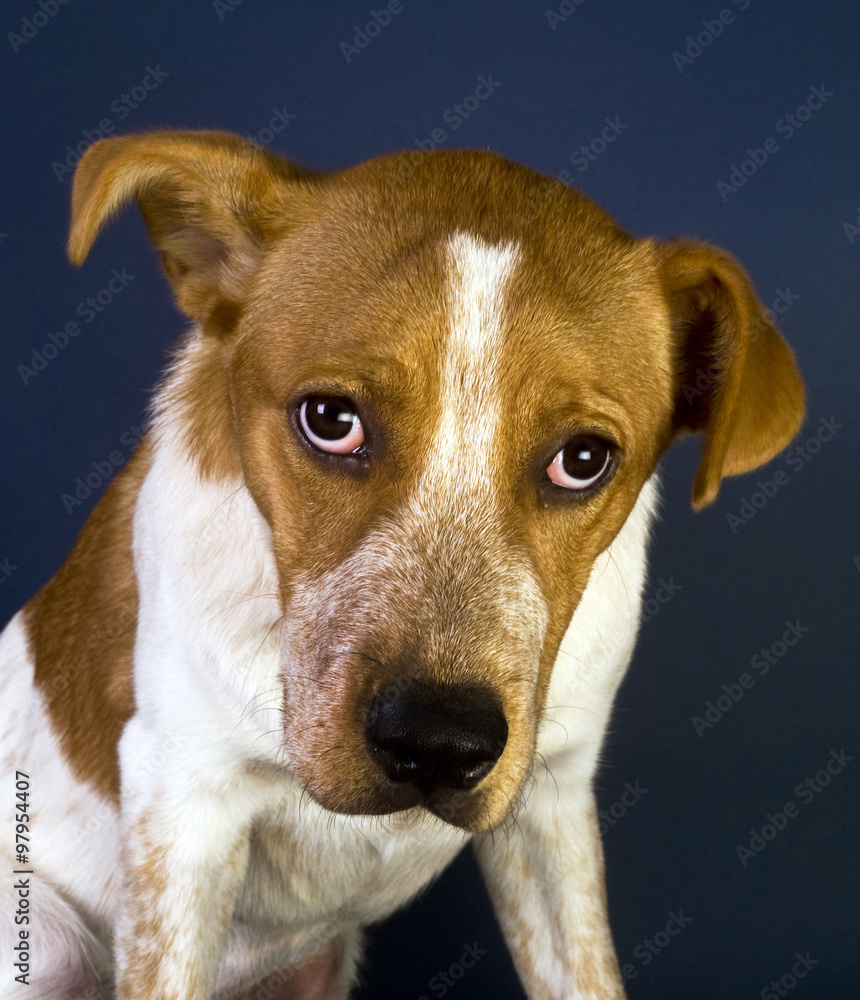 Why Do Dogs Look Sad