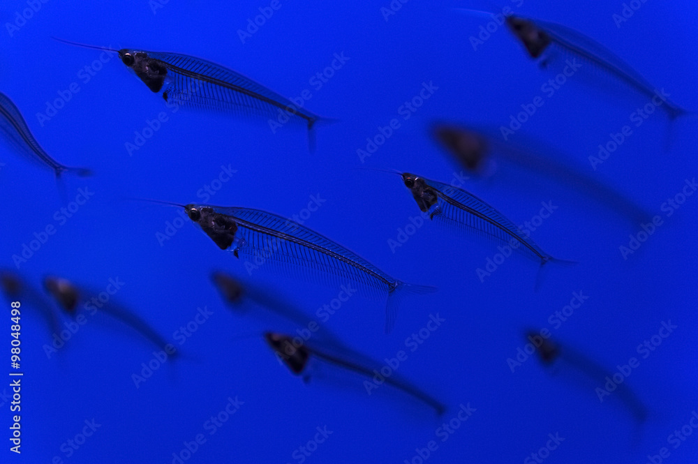 Transparent Fish Species