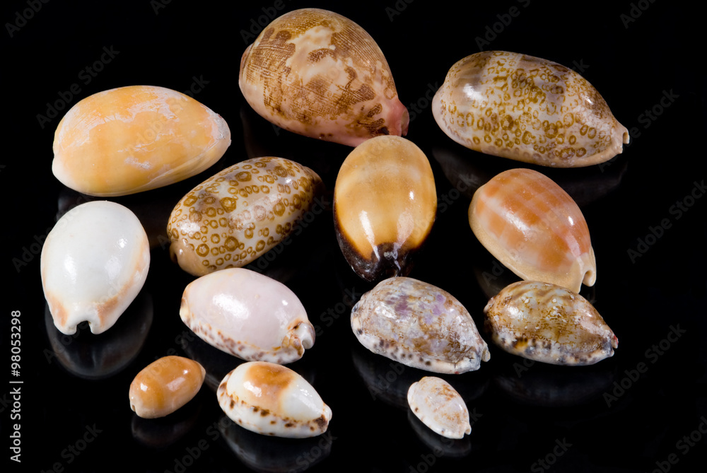 Collection of Cowrie Seashells on Black Background with reflection of ...