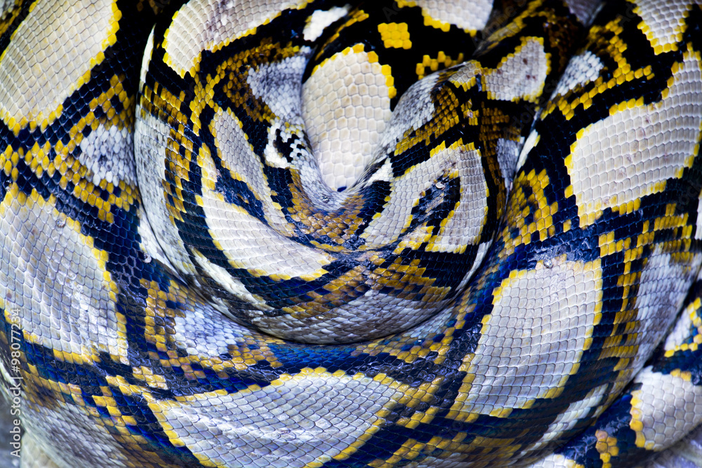 Black And Yellow Python