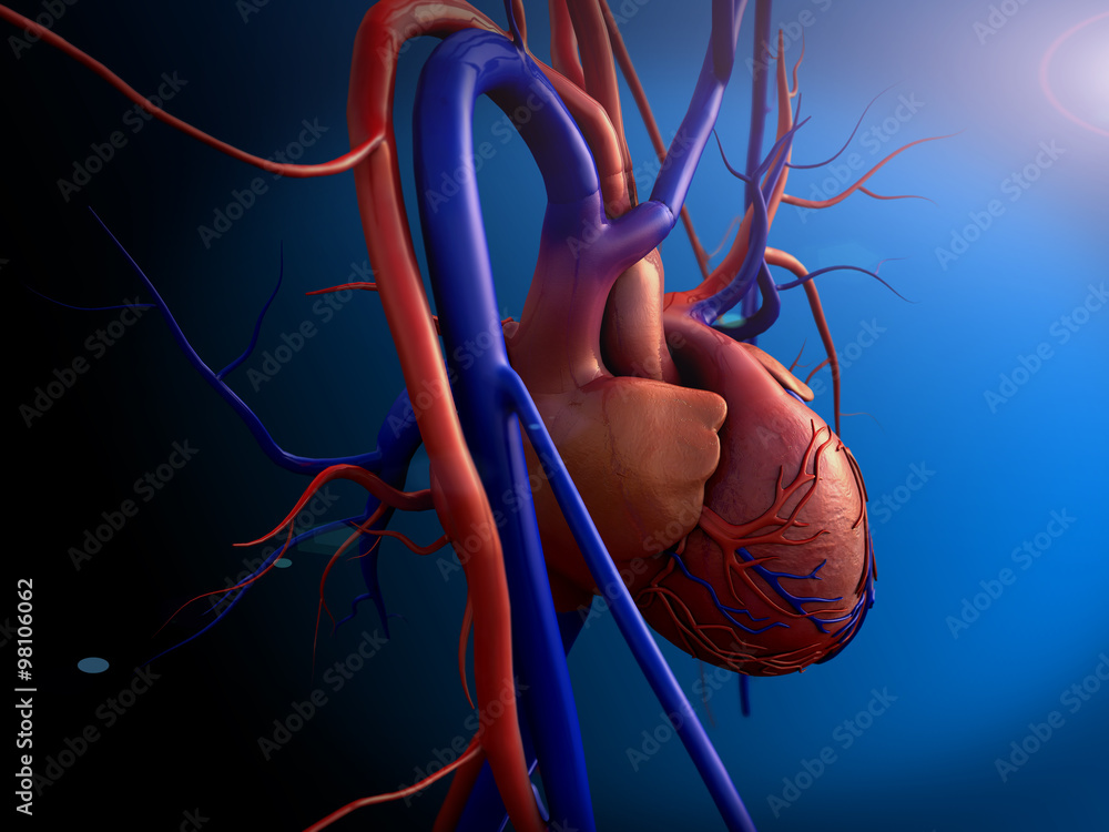 human heart, Heart model, Human heart model, Full clipping path ...