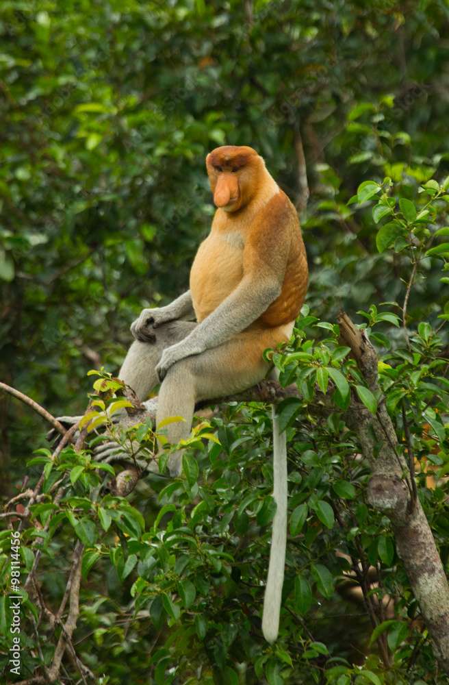 The proboscis monkey is sitting on a tree in the jungle. Indonesia. The ...