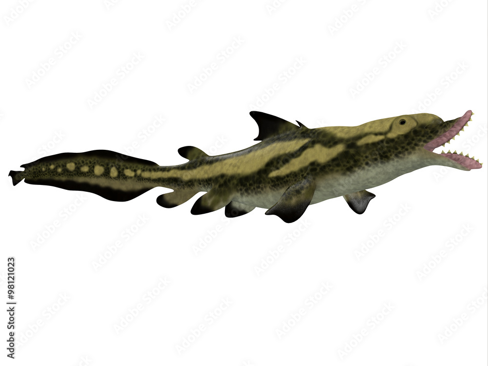 Edestus Shark Side Profile - Edestus is a prehistoric shark that lived ...