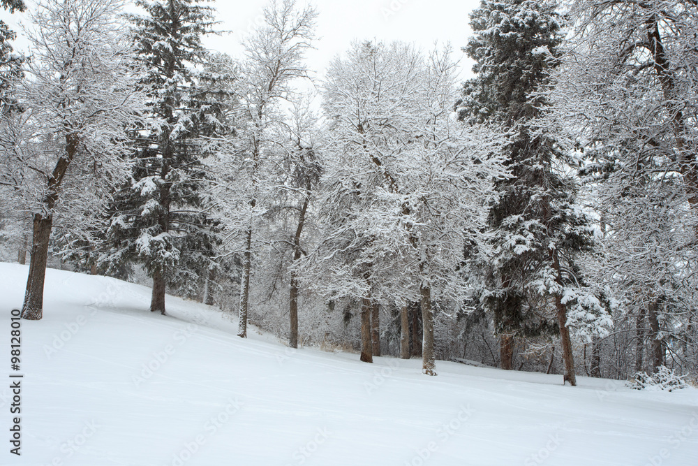 Snow Covered Forest. Stock Photo | Adobe Stock