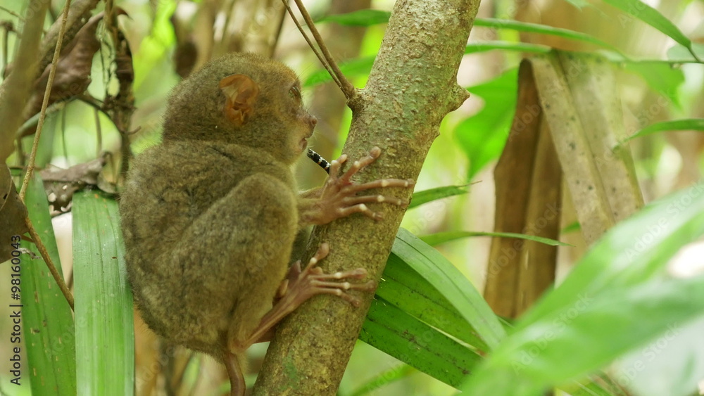 Scary Dobby like creature, holding a branch, and making funny faces ...