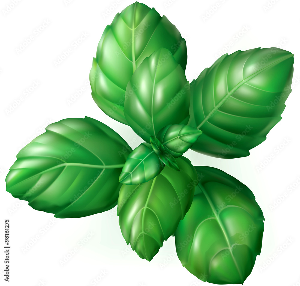 Basil Leaves Clip Art