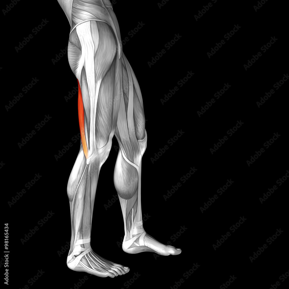 Conceptual 3D human back upper leg muscle anatomy Stock Illustration ...