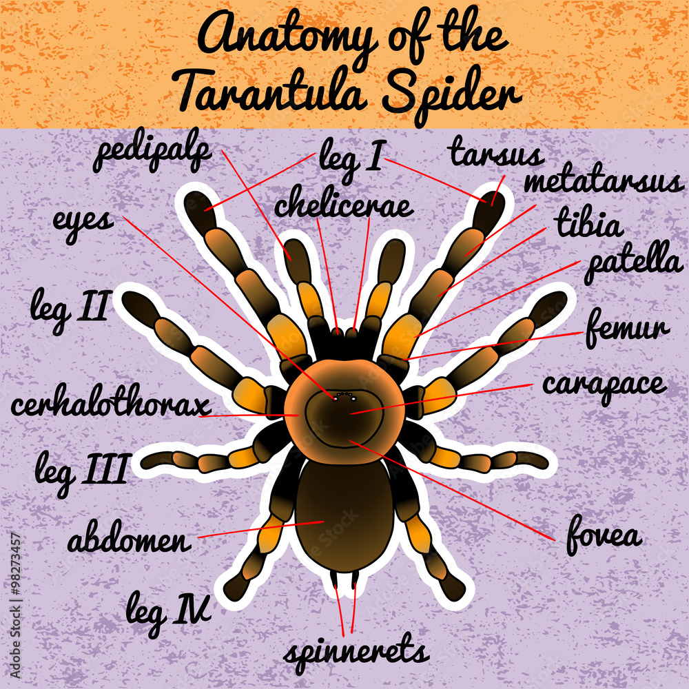 Insect anatomy. Tarantula spider. Brachypelma smithi, spider female. Sketch of spider. Tarantula ...