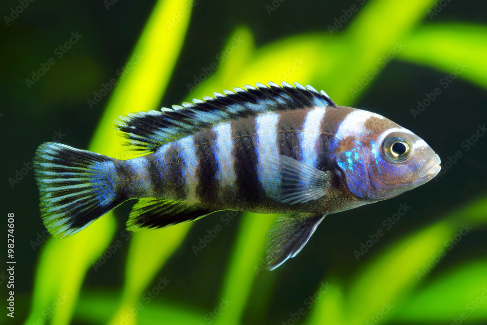 Cobalt Blue Zebra Cichlid